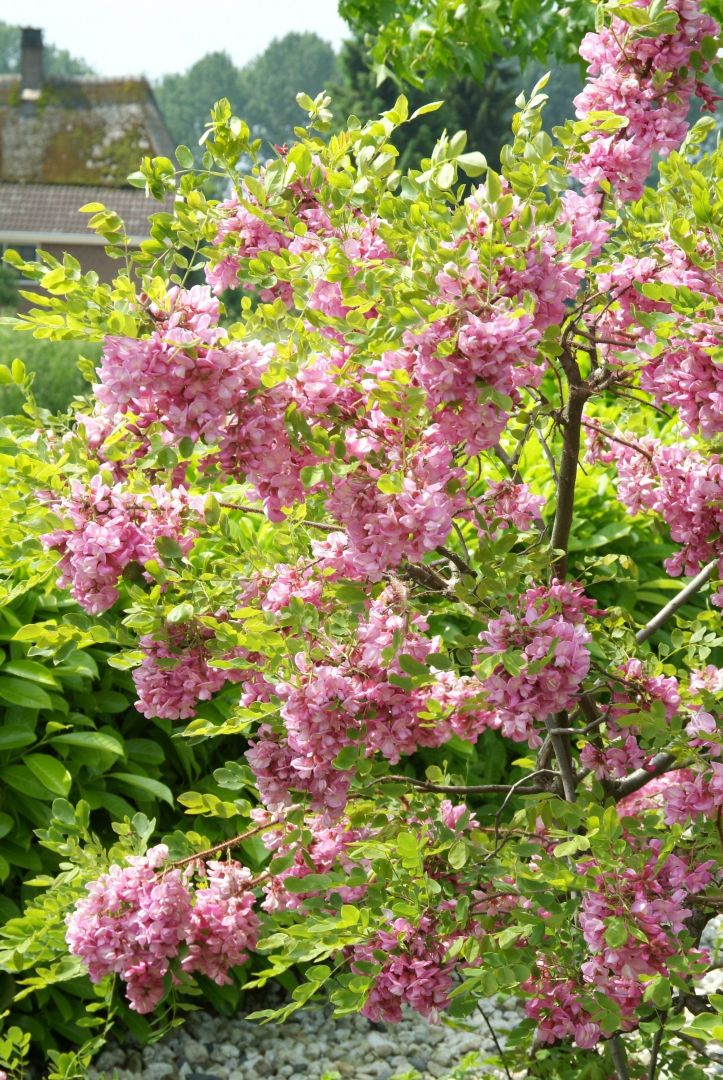 Robinia hispida - Roze acacia, ruwe acacia | De Tuinen van Appeltern
