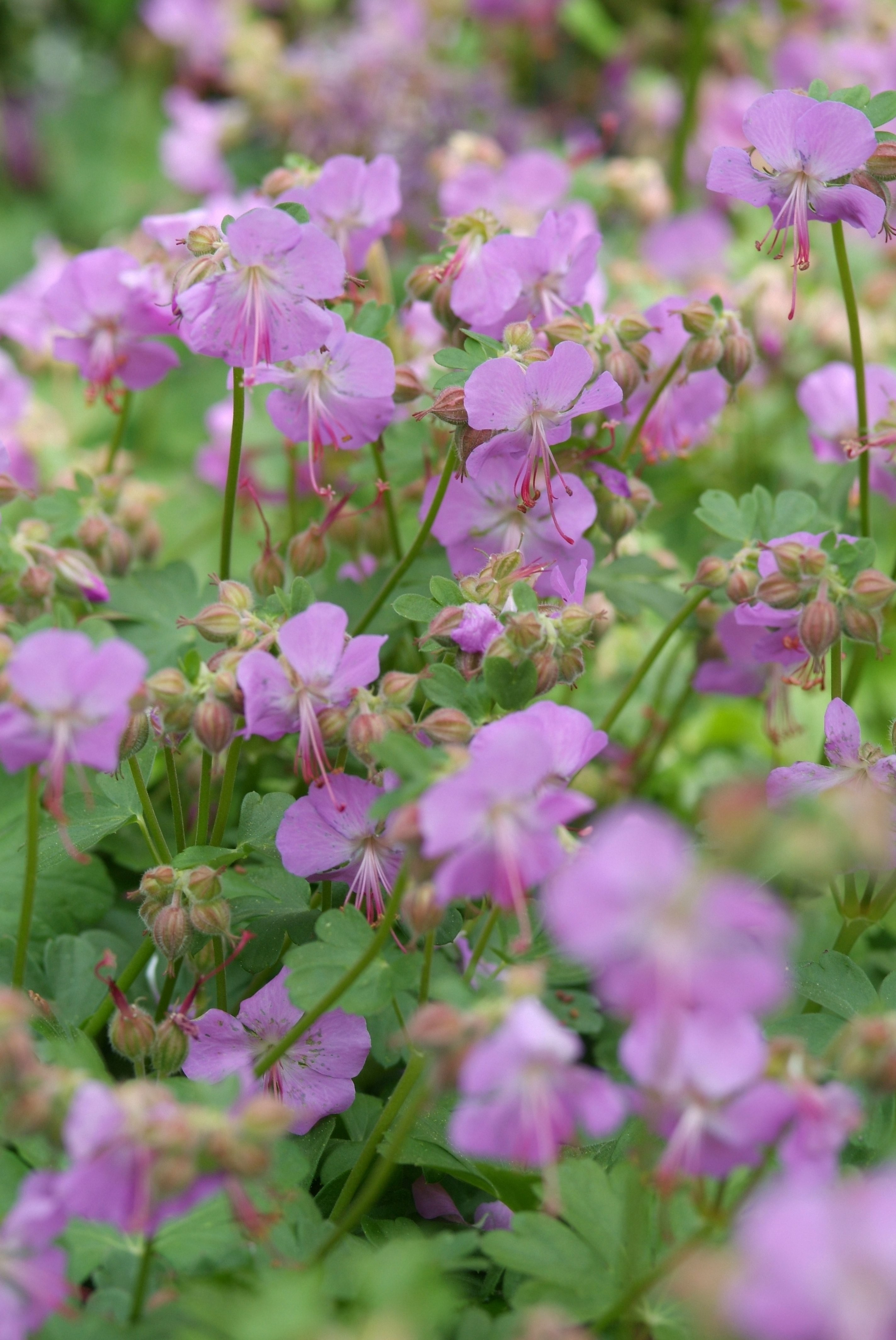 Geranium x cantabrigiense 'Cambridge' - Ooievaarsbek - De Tuinen van ...