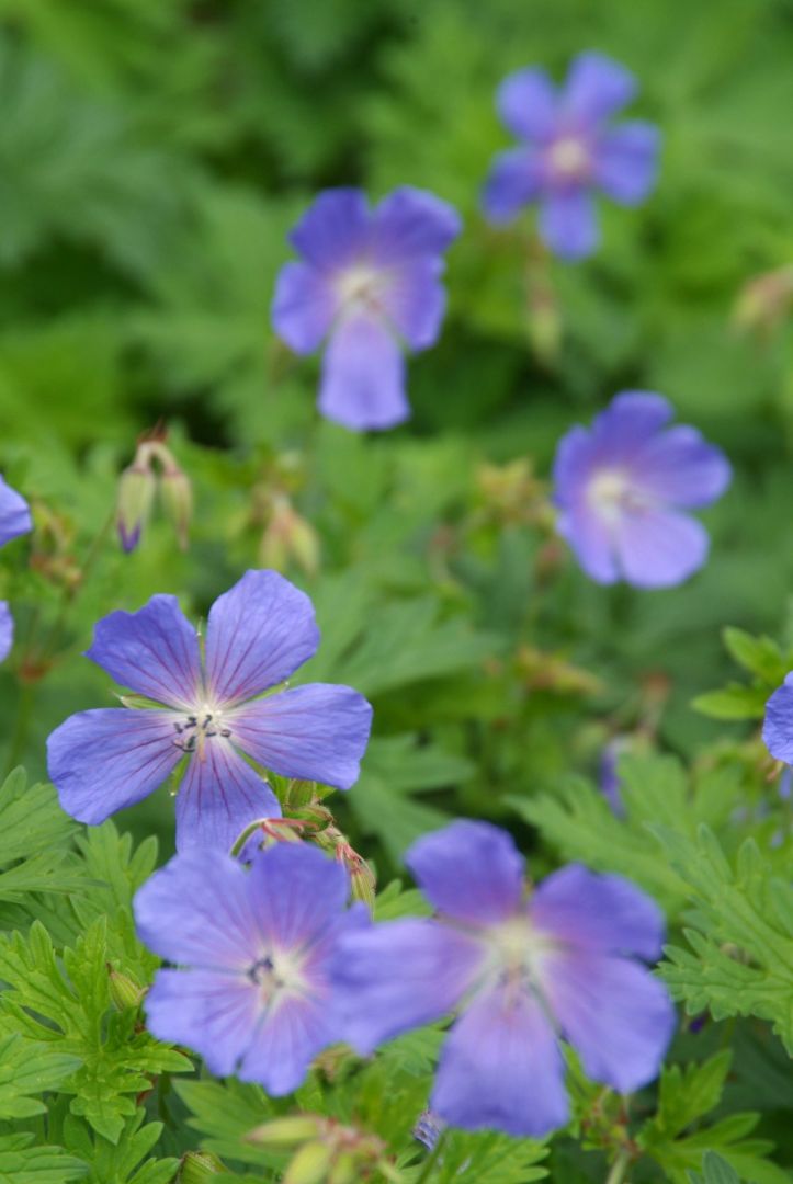 Geranium 'Johnson's Blue' - Ooievaarsbek | De Tuinen van Appeltern