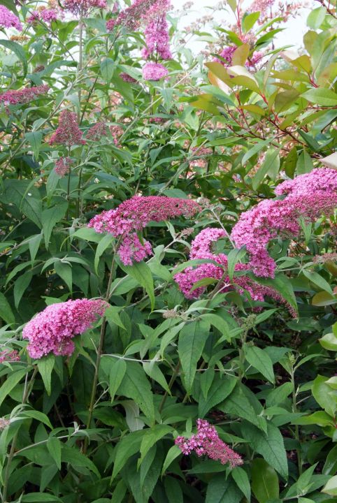 Buddleja davidii 'Pink Delight' - Vlinderstruik | De Tuinen van Appeltern