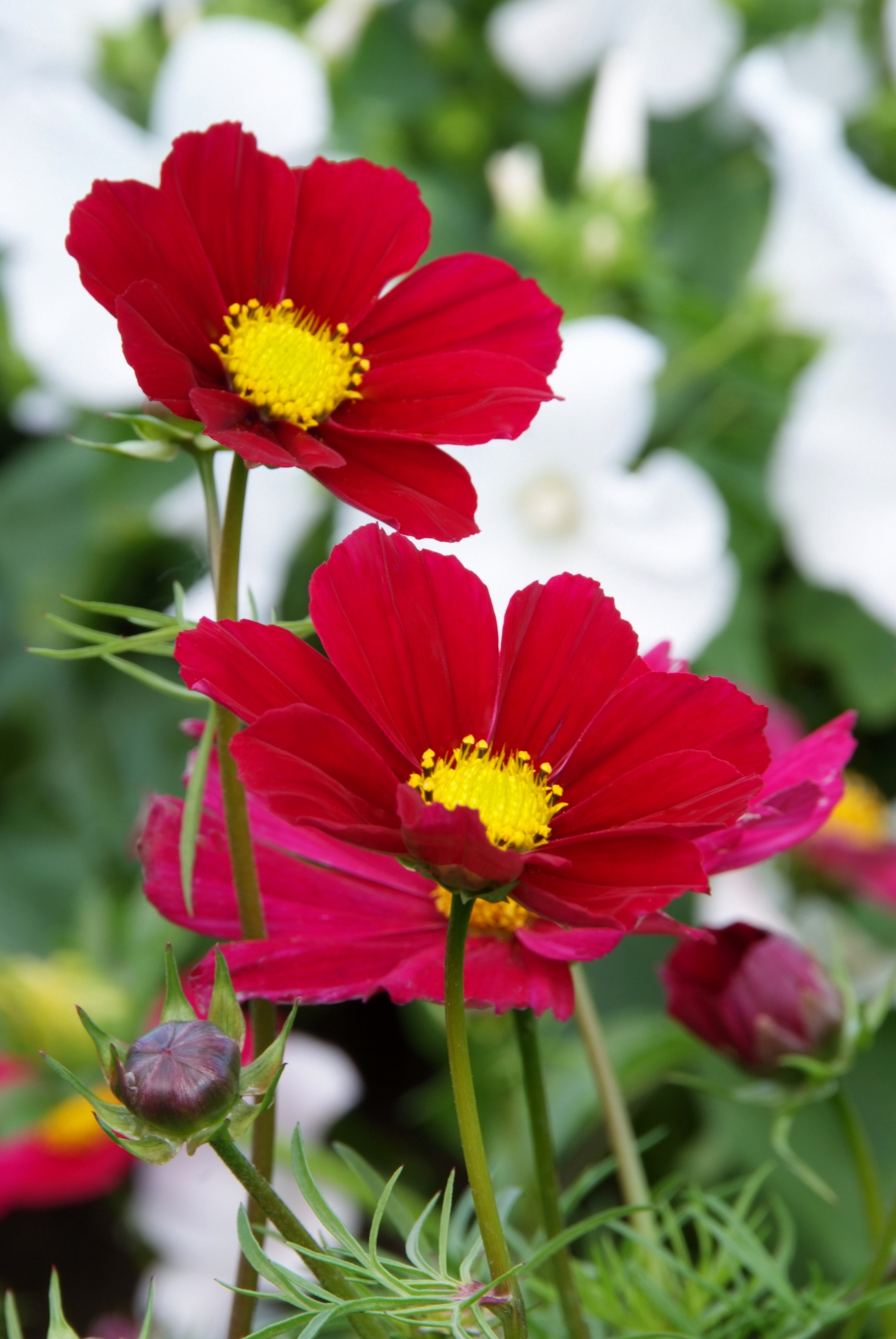 Cosmos bipinnatus - Cosmea - De Tuinen van Appeltern