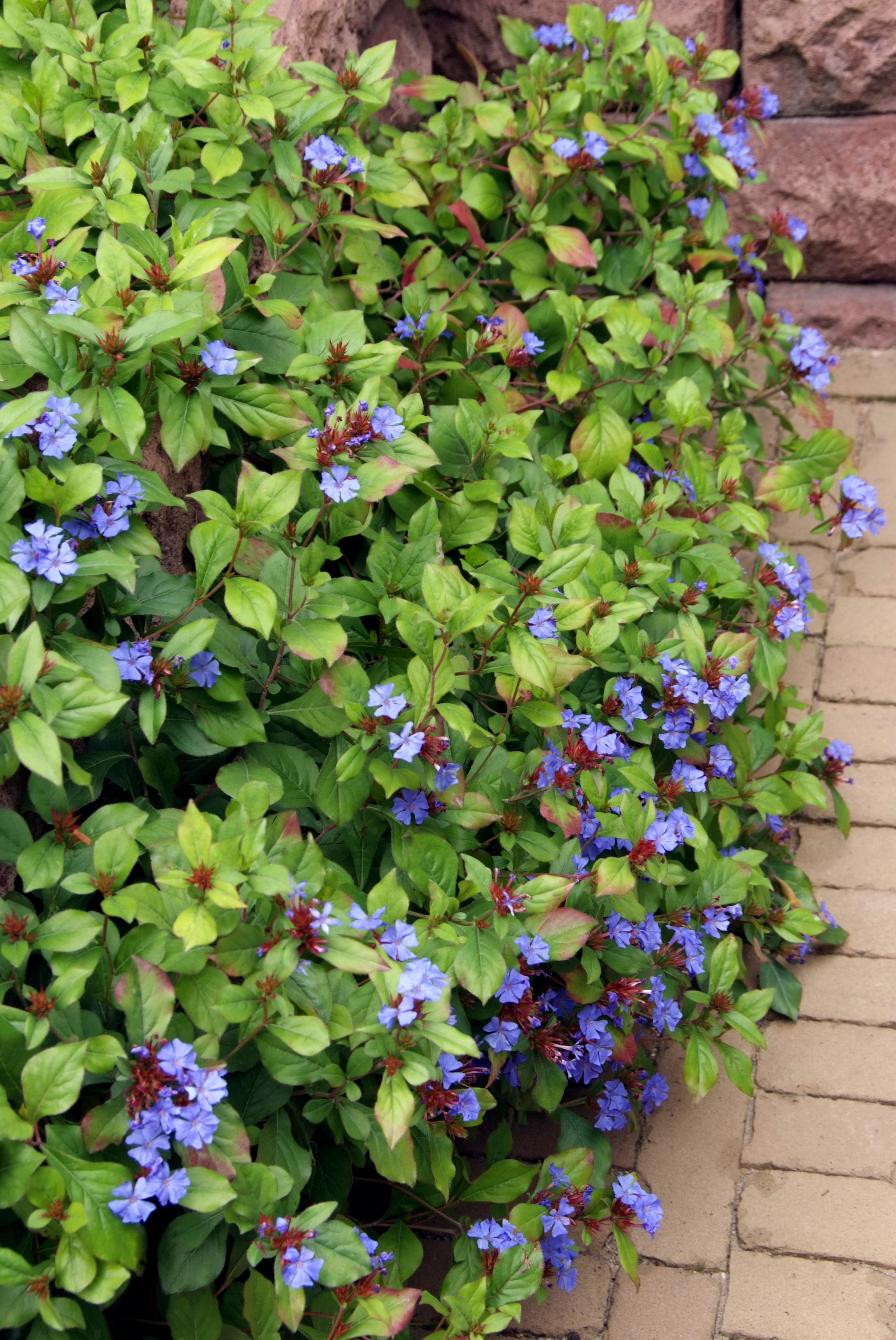 Ceratostigma plumbaginoides - Loodkruid - De Tuinen van Appeltern