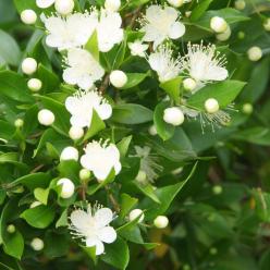 Myrtus communis - Myrte | De Tuinen van Appeltern