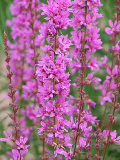 Lythrum salicaria 'Robert' - Grote kattenstaart | De Tuinen van Appeltern