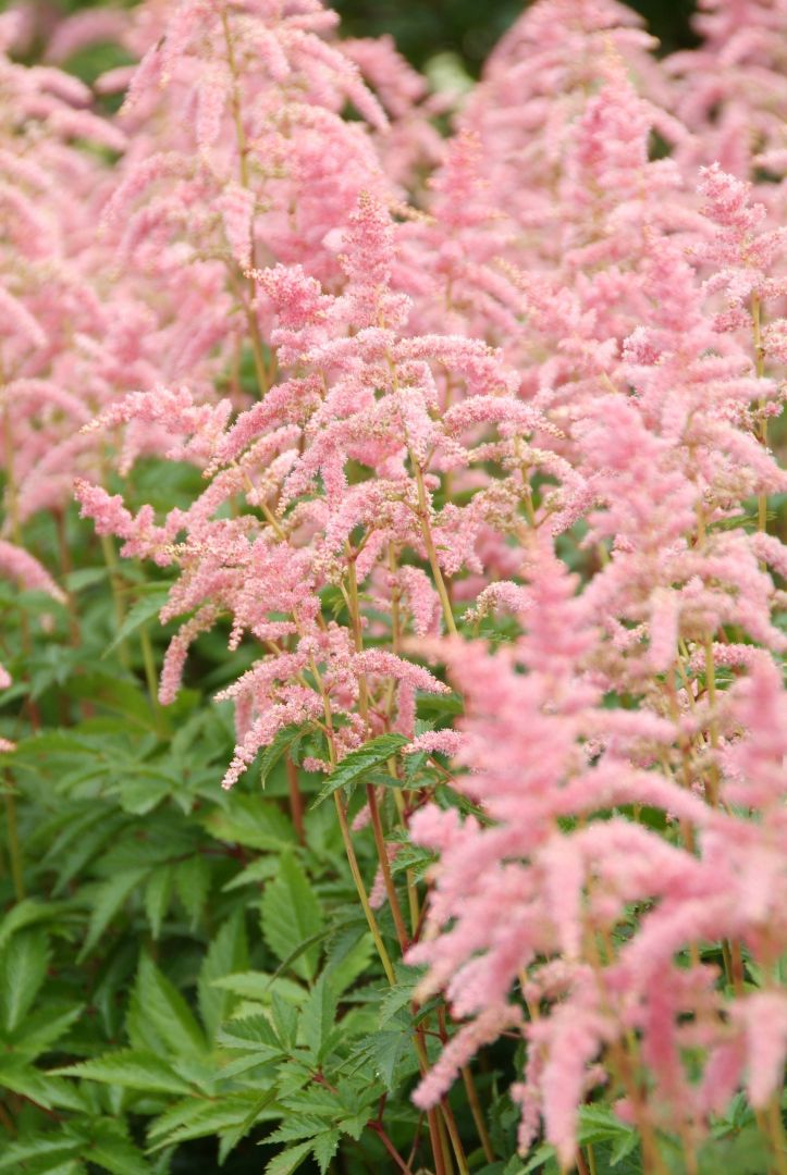Astilbe 'Bressingham Beauty' - Pluimspirea, prachtspirea | De Tuinen ...