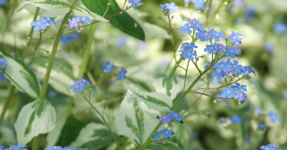 Brunnera macrophylla 'Dawson's White' - Kaukasisch vergeet-mij-nietje ...