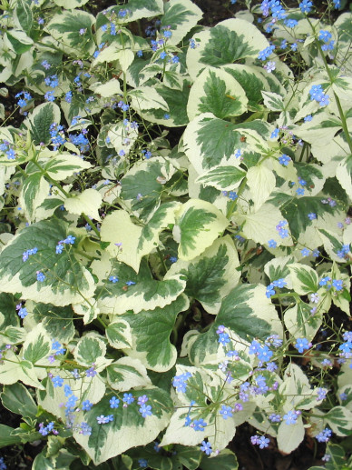 Brunnera macrophylla 'Dawson's White' - Kaukasisch vergeet-mij-nietje ...