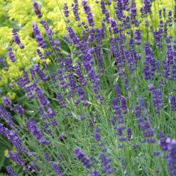Lavandula angustifolia 'Munstead' - Lavendel | De Tuinen van Appeltern