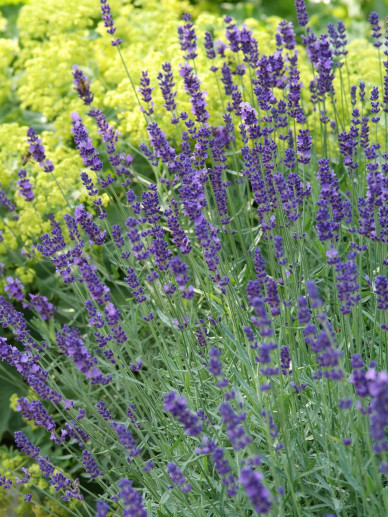 Lavandula angustifolia 'Munstead' - Lavendel | De Tuinen van Appeltern