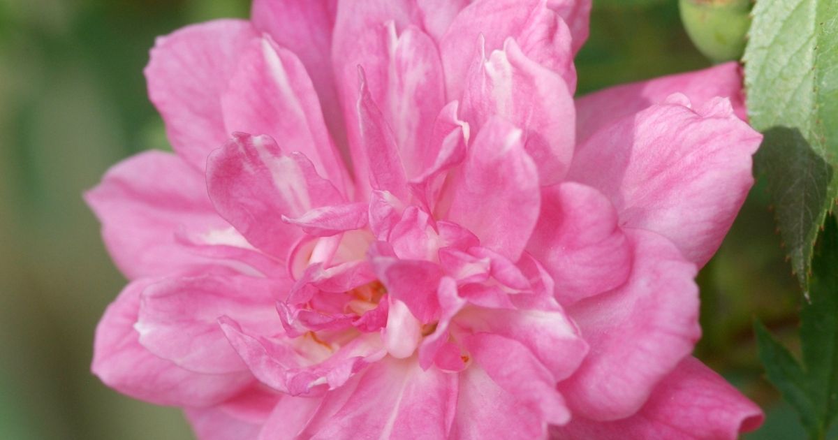 Rosa 'Pompon de Paris' - Klimroos | De Tuinen van Appeltern