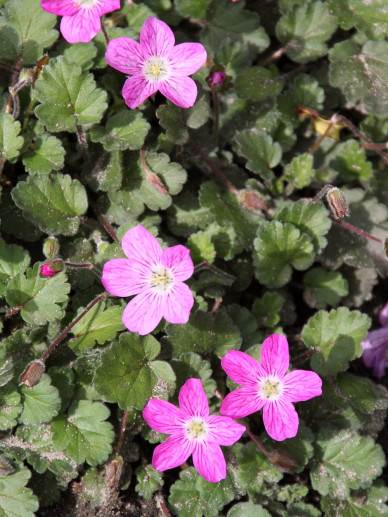 Erodium x variabile 'Bishop's Form' - Reigersbek | De Tuinen van Appeltern