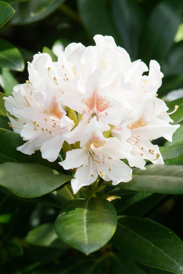 Rhododendron 'Cunningham's White' - Rododendron | De Tuinen van Appeltern