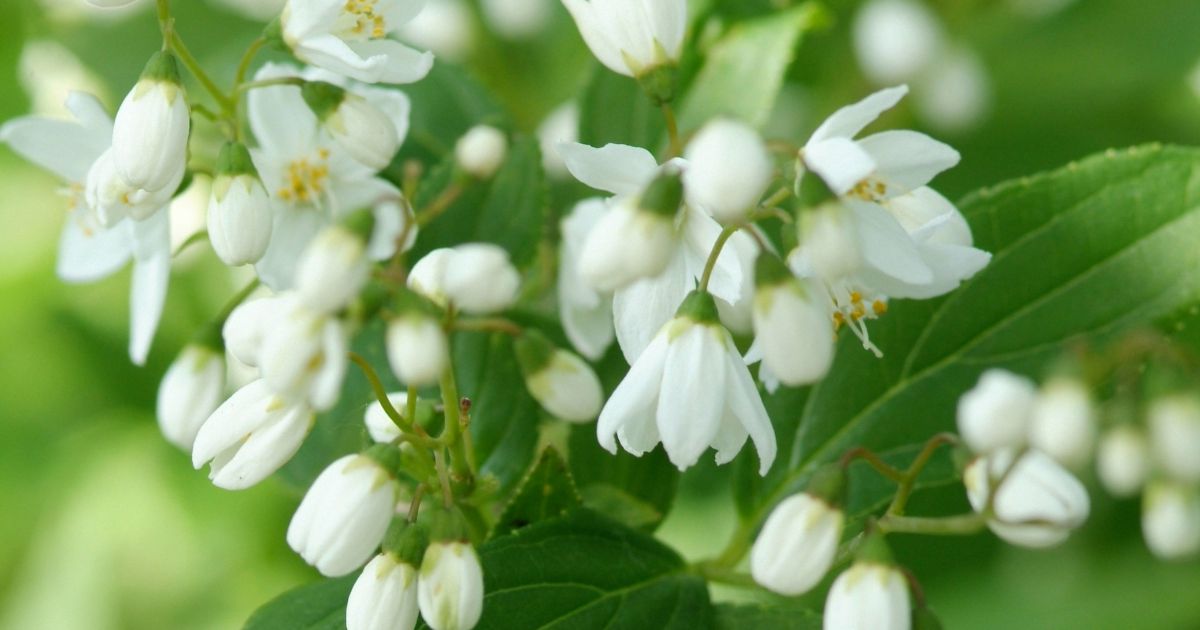 Deutzia gracilis - Bruidsbloem | De Tuinen van Appeltern