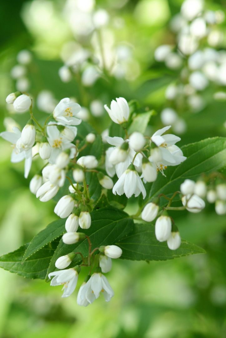 Deutzia gracilis - Bruidsbloem | De Tuinen van Appeltern