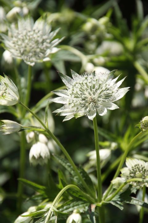 Astrantia 'Snow Star' - Zeeuws knoopje | De Tuinen van Appeltern
