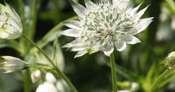 Astrantia 'Snow Star' - Zeeuws knoopje | De Tuinen van Appeltern