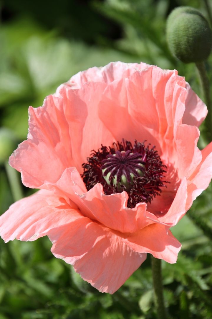 Papaver orientale 'Helen Elisabeth' - Oosterse papaver | De Tuinen van ...