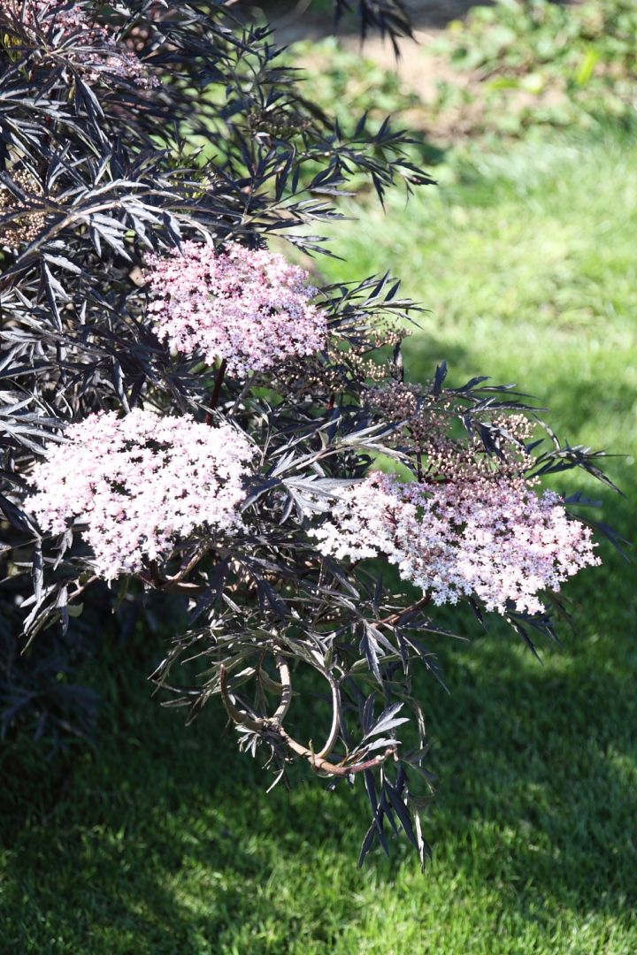Sambucus nigra 'Black Lace' - Gewone vlier | De Tuinen van Appeltern