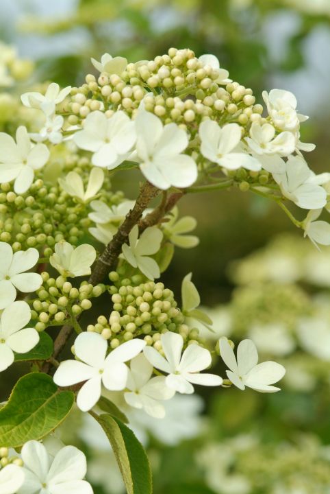 Viburnum macrocephalum - Sneeuwbal | De Tuinen van Appeltern