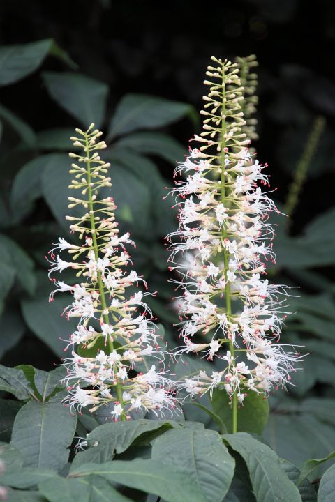 Aesculus parviflora - Herfstpaardenkastanje | De Tuinen van Appeltern