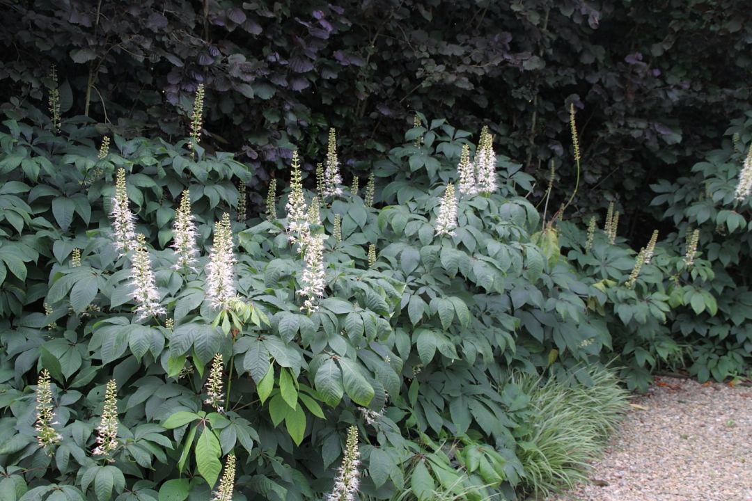Aesculus parviflora - Herfstpaardenkastanje | De Tuinen van Appeltern