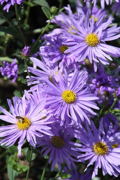 Aster thomsonii - Herfstaster | De Tuinen van Appeltern