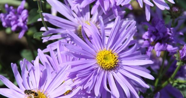 Aster thomsonii - Herfstaster | De Tuinen van Appeltern