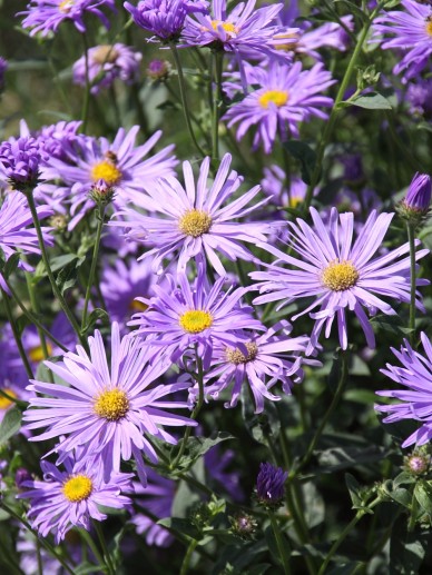 Aster thomsonii - Herfstaster | De Tuinen van Appeltern