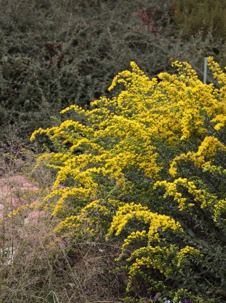 Solidago 'Golden Mosa' - Guldenroede | De Tuinen van Appeltern