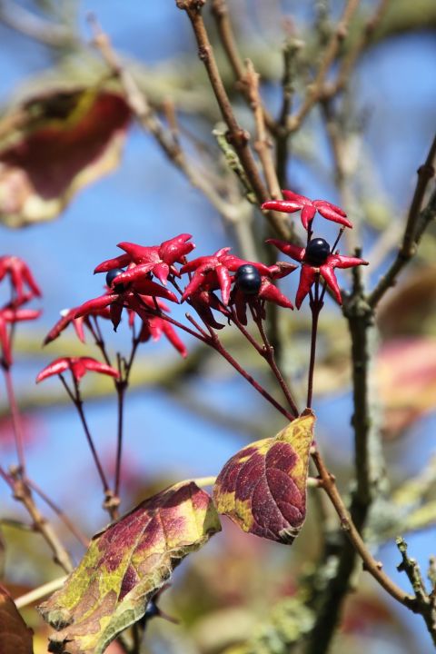 Clerodendrum trichotomum - Kansenboom, pindakaasboom | De Tuinen van ...
