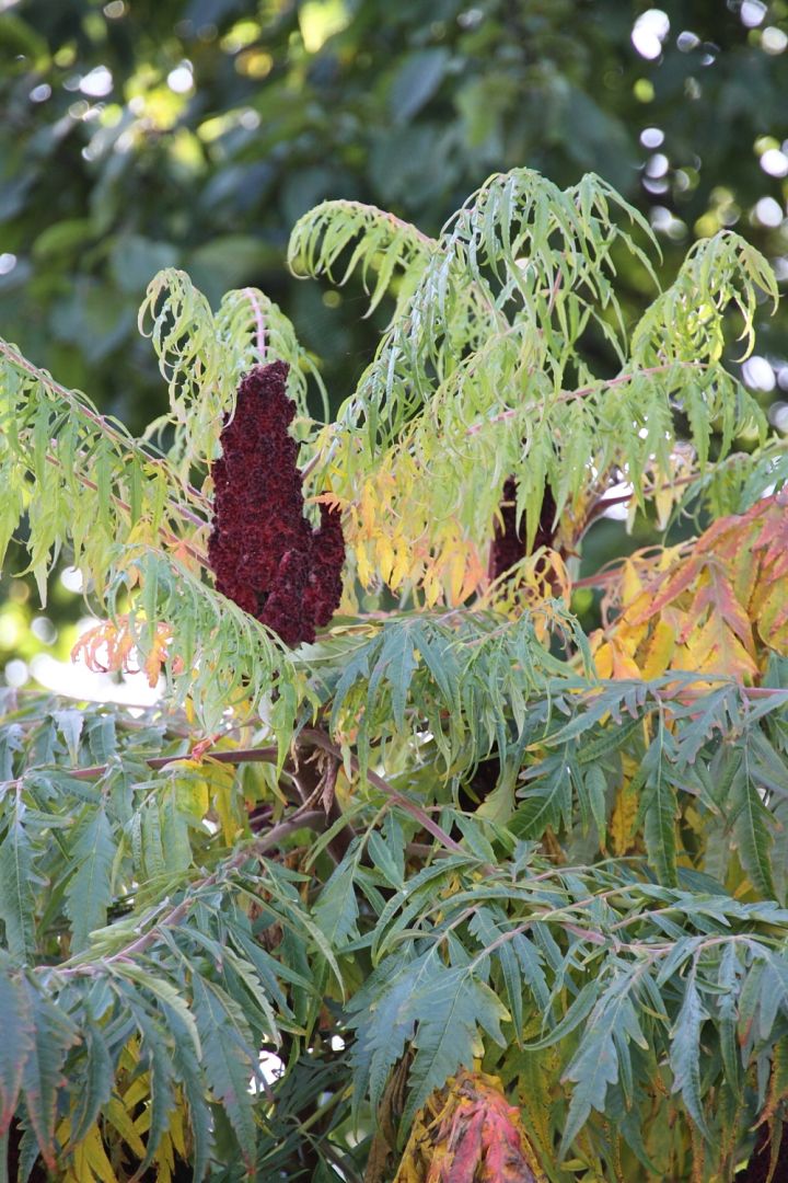 Rhus typhina 'Dissecta' - Azijnboom, fluweelboom, sumak | De Tuinen van ...