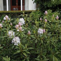 Rhododendron 'Catawbiense Album' - Rododendron | De Tuinen van Appeltern