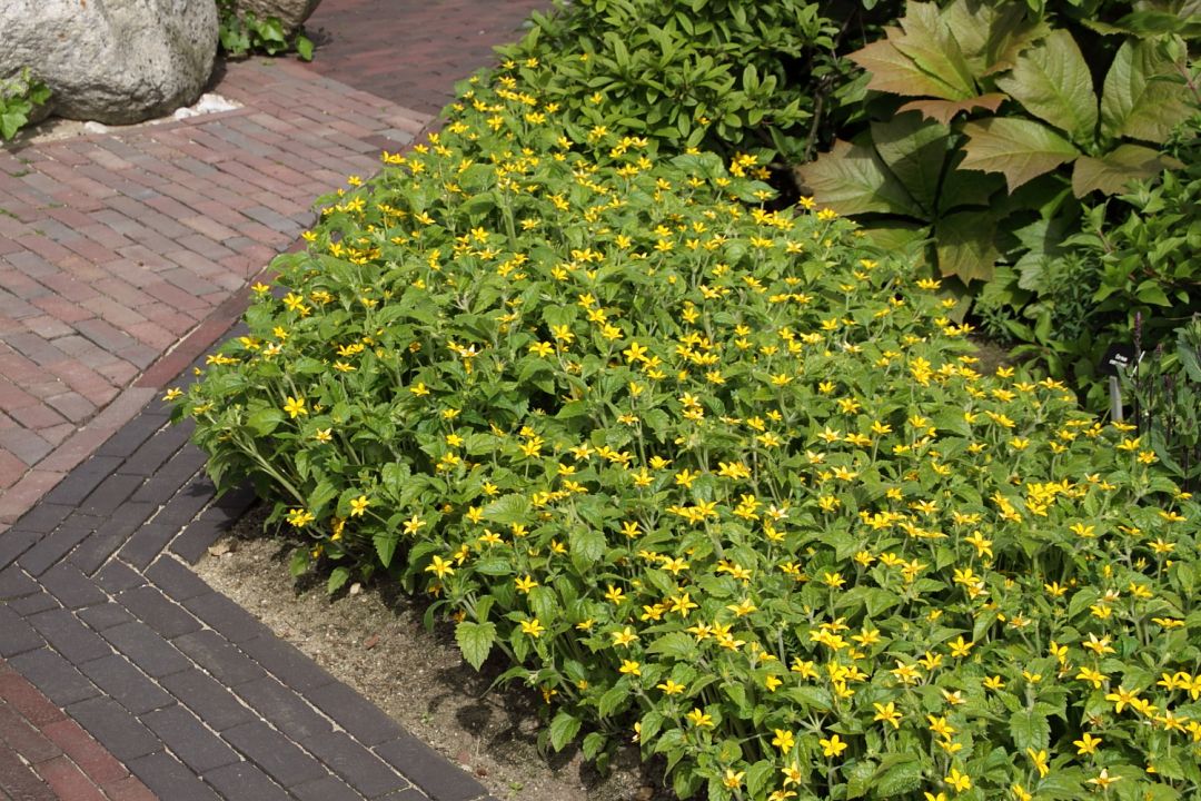 Chrysogonum virginianum - Gouden ster, goudster | De Tuinen van Appeltern