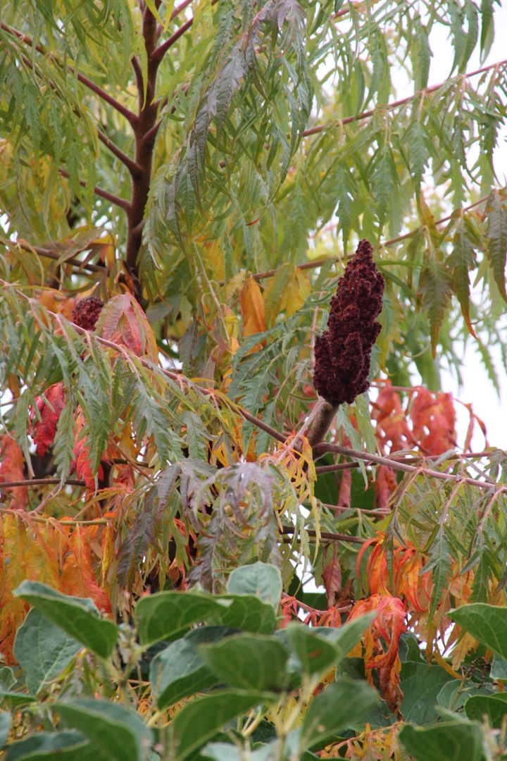 Rhus typhina 'Dissecta' - Azijnboom, fluweelboom, sumak | De Tuinen van ...