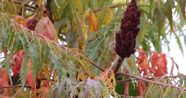 Rhus typhina 'Dissecta' - Azijnboom, fluweelboom, sumak | De Tuinen van ...