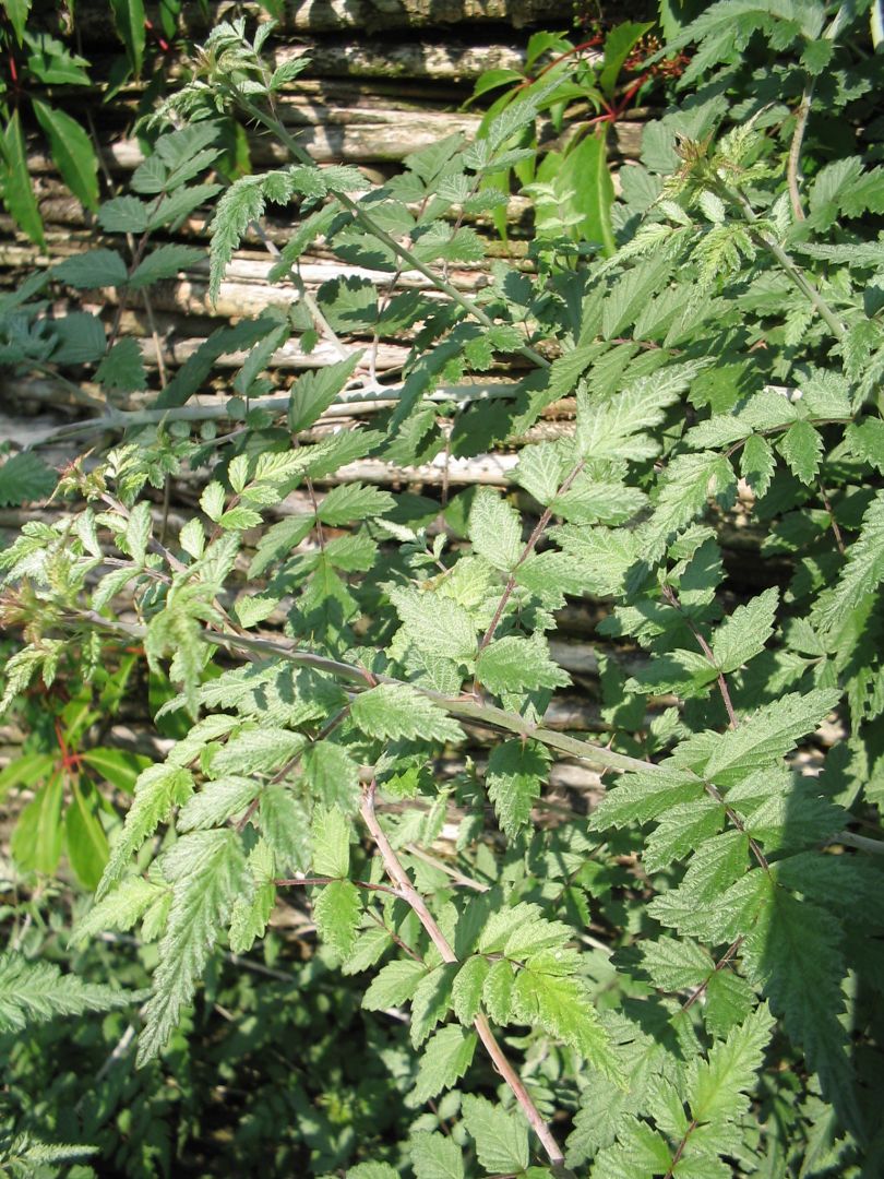 Rubus thibetanus 'Silver Fern' - Sierbraam | De Tuinen van Appeltern