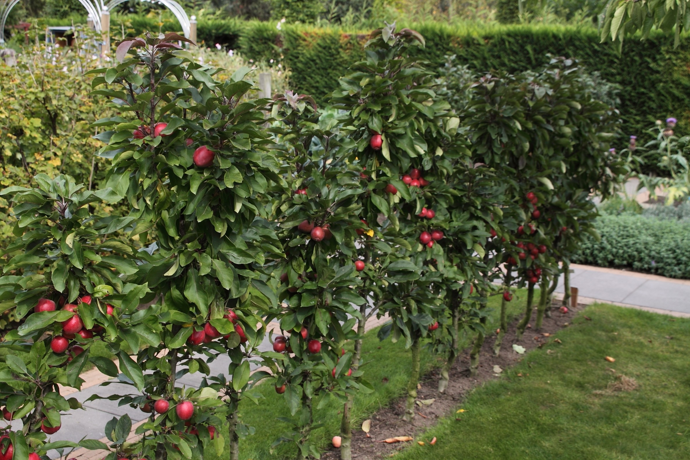Malus domestica 'Sunlight' - Appelboom (Minitree) - De Tuinen van Appeltern