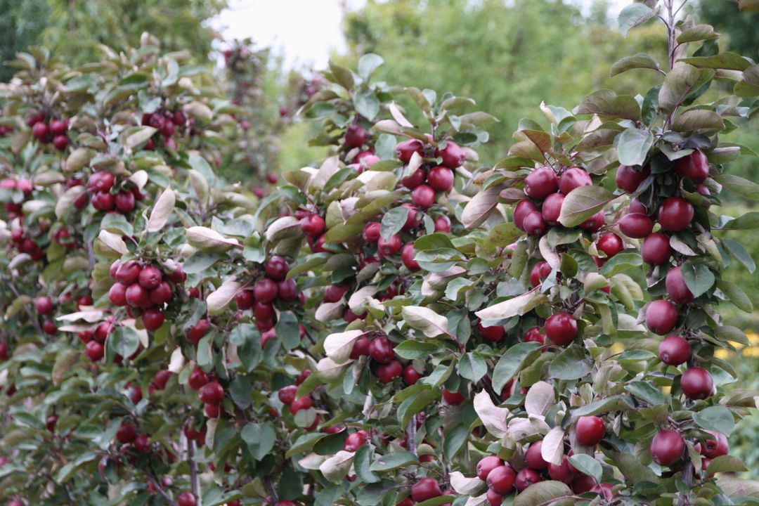 Malus domestica 'Redlane' - Appelboom (Minitree) | De Tuinen van Appeltern