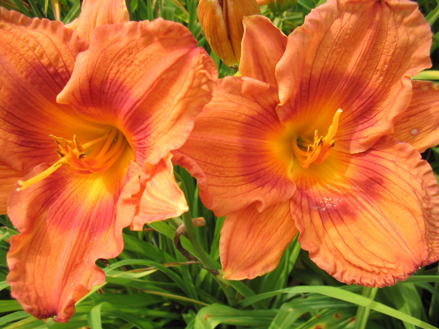 Hemerocallis 'Duke of Durham' - Daglelie | De Tuinen van Appeltern