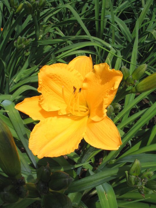 Hemerocallis 'Golden Prize' - Daglelie | De Tuinen van Appeltern