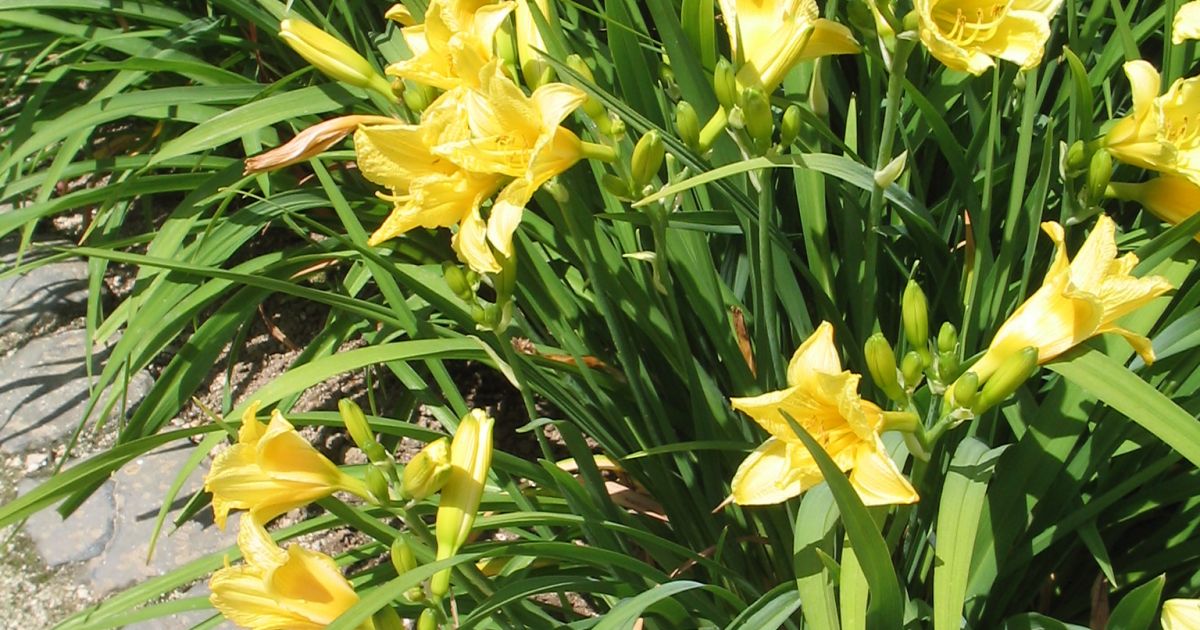 Hemerocallis 'Happy Returns' - Daglelie | De Tuinen van Appeltern