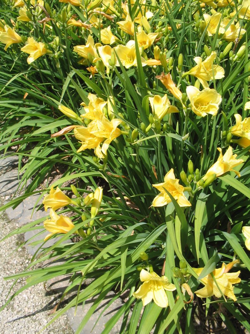 Hemerocallis 'Happy Returns' - Daglelie | De Tuinen van Appeltern