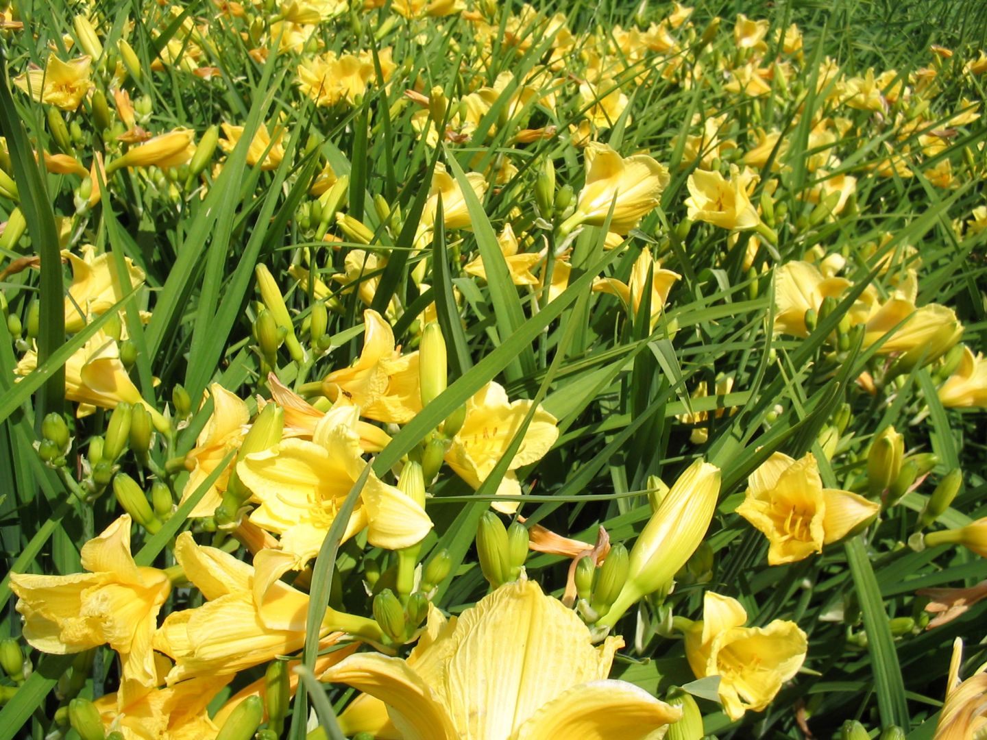Hemerocallis 'Happy Returns' - Daglelie | De Tuinen van Appeltern