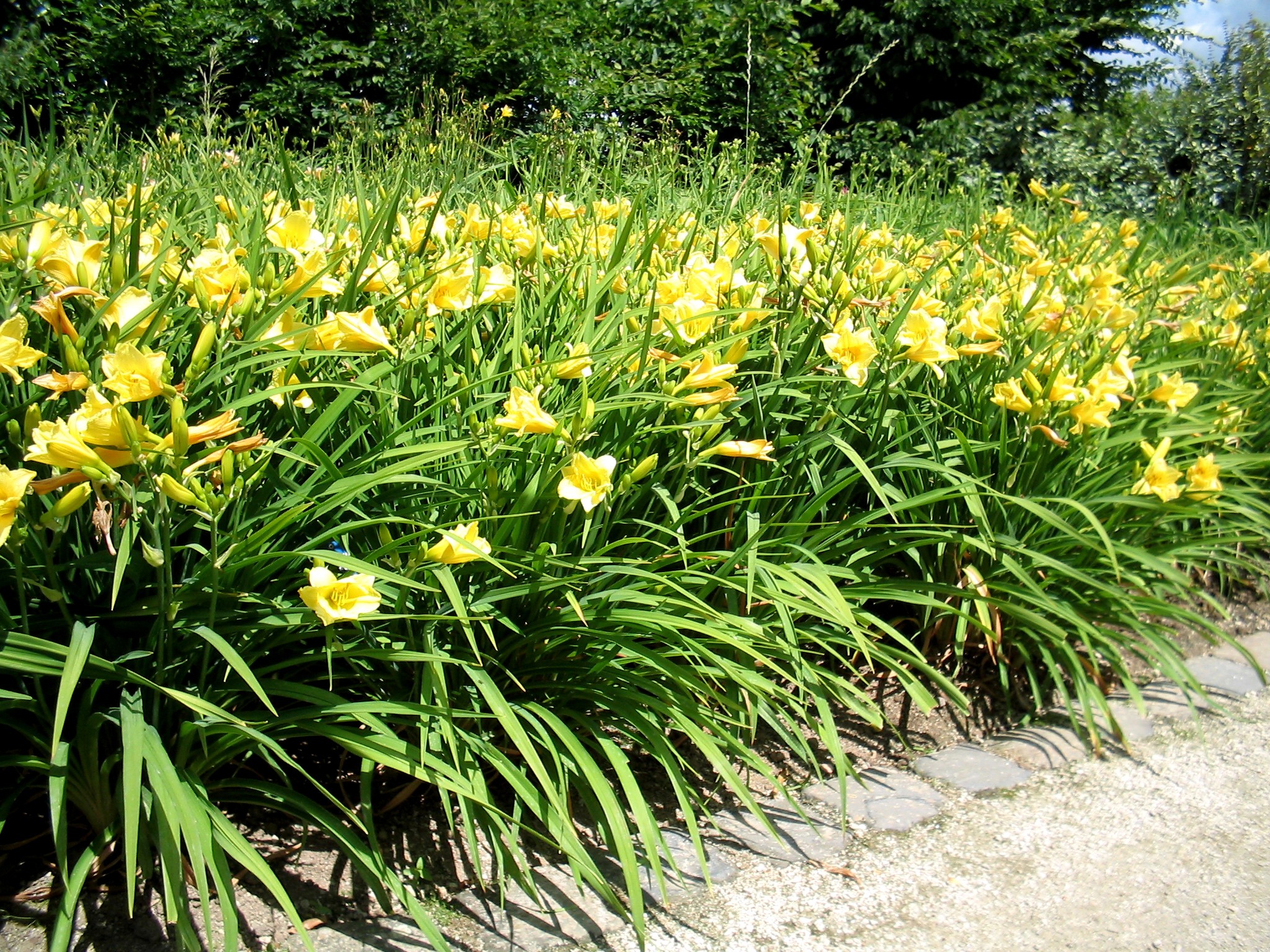 Hemerocallis 'Happy Returns' - Daglelie - De Tuinen van Appeltern