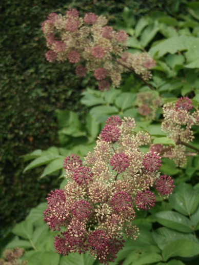 Aralia californica - Aralia | De Tuinen van Appeltern