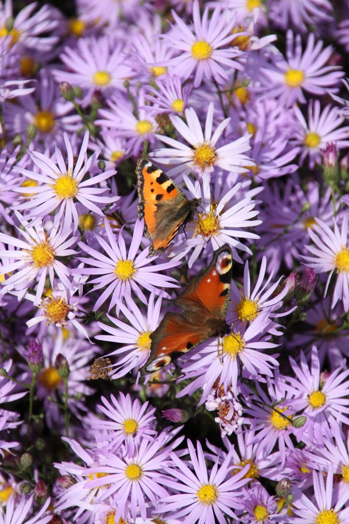 Aster turbinellus 'El Fin' - Herfstaster | De Tuinen van Appeltern