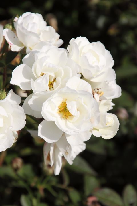 Rosa 'Kent' - Bodembedekkende roos | De Tuinen van Appeltern