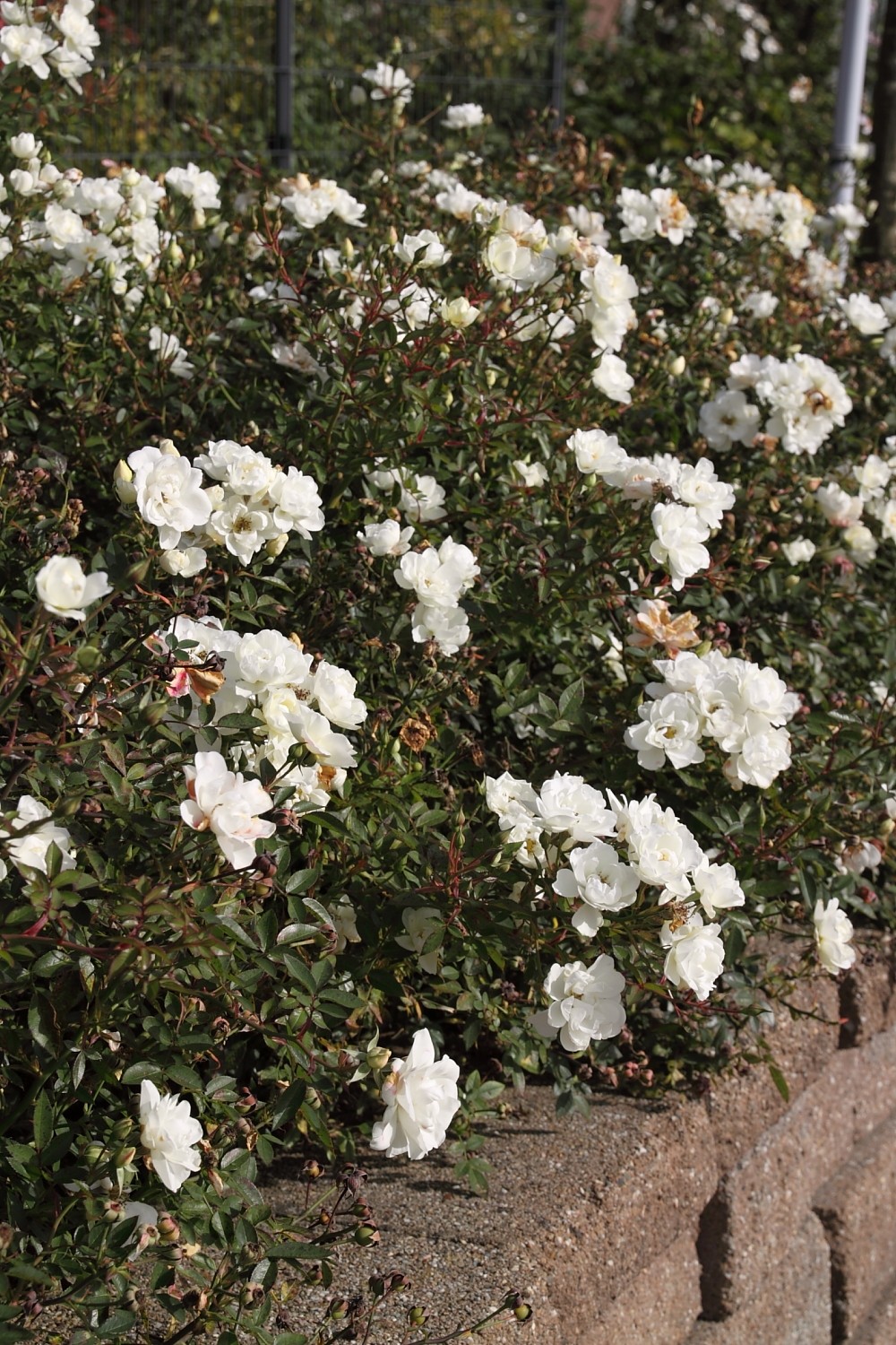 Rosa 'Kent' - Bodembedekkende roos - De Tuinen van Appeltern