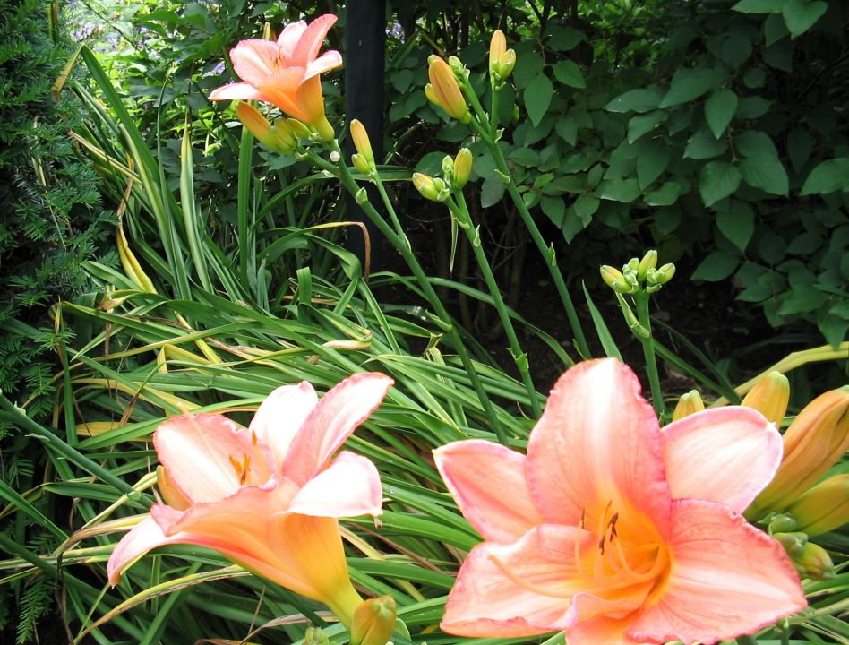 Hemerocallis 'Elaine Strutt' - Daglelie | De Tuinen van Appeltern