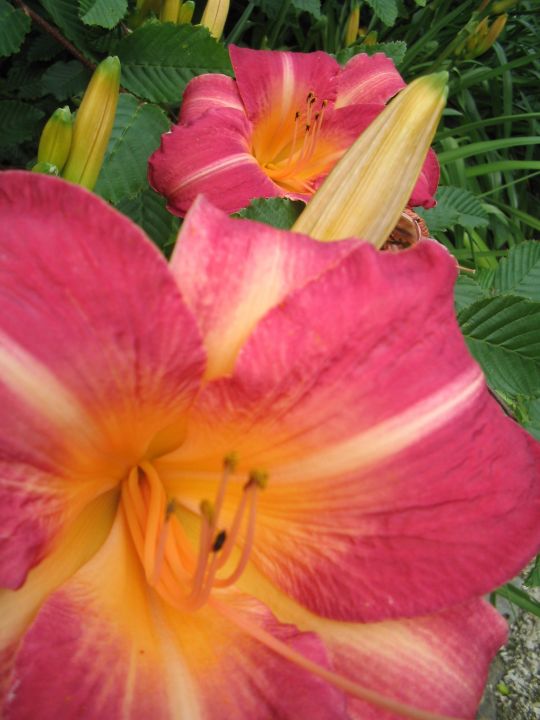 Hemerocallis 'Cherry Cheeks' - Daglelie | De Tuinen van Appeltern